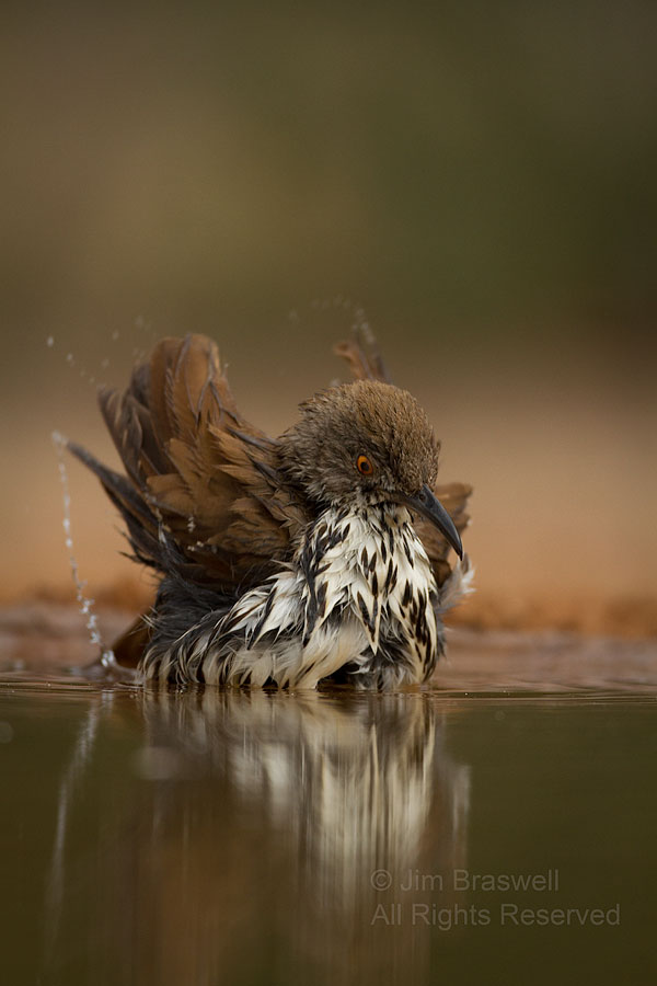 Birding Is Fun!: Not a Dirty Bird Here!