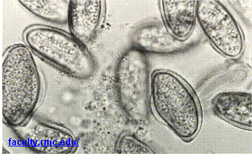 เรียนชีววิทยา กับครูกศนต์ ภารยาท: 4.4 อาณาจักรฟังไจ (Kingdom Fungi)