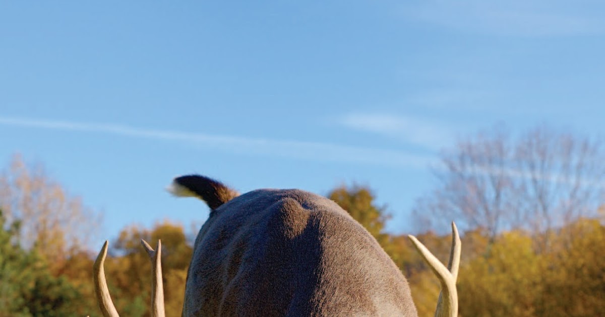 Whitetail Institute: Whitetail Oats Plus Adds New Dimension to Food ...