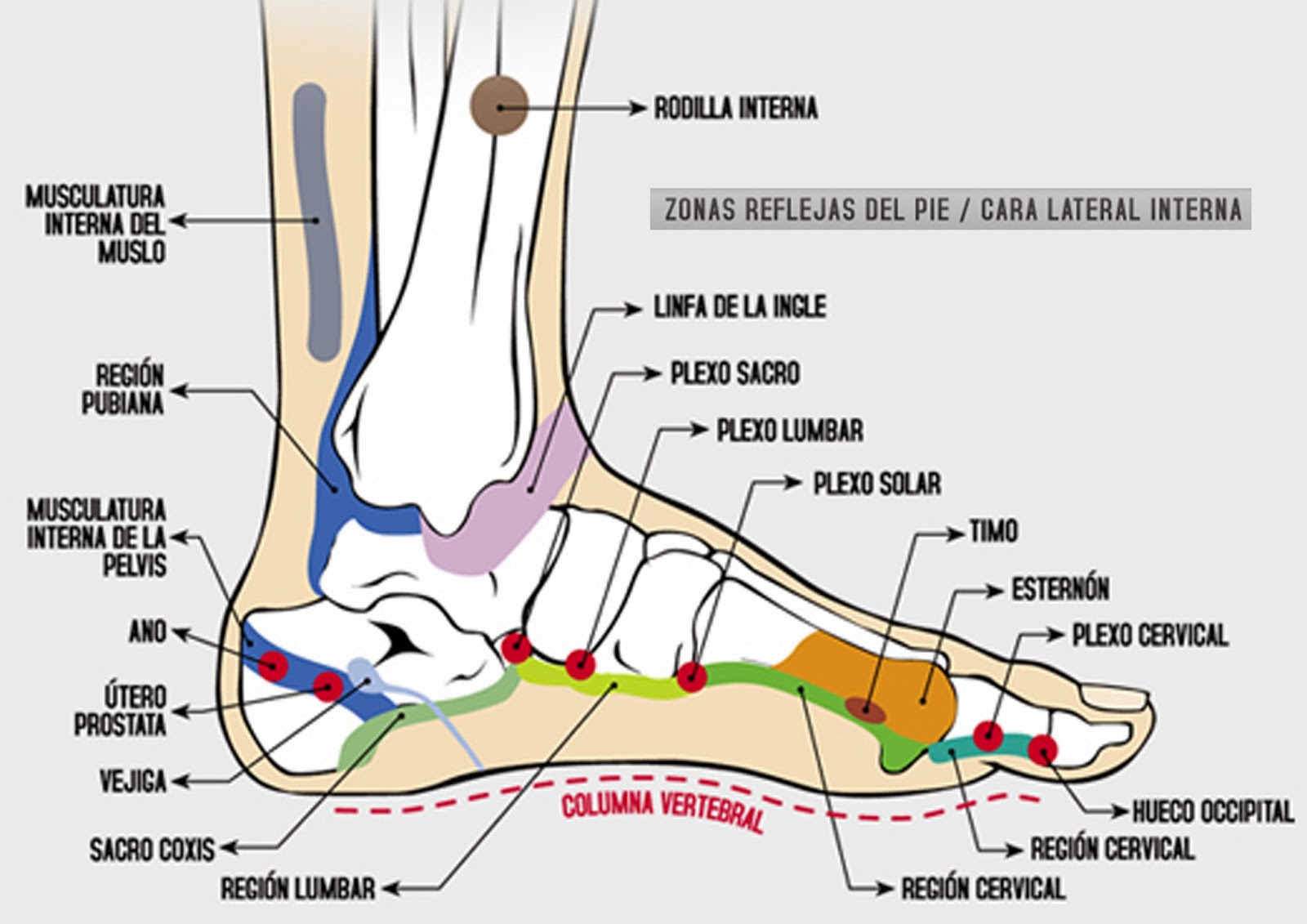 Tu Salud Para Siempre: Reflexoterapia - Láminas de las Zonas Reflejas