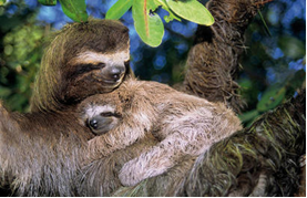 CONOCIMIENTO DEL MEDIO: LOS PEREZOSOS