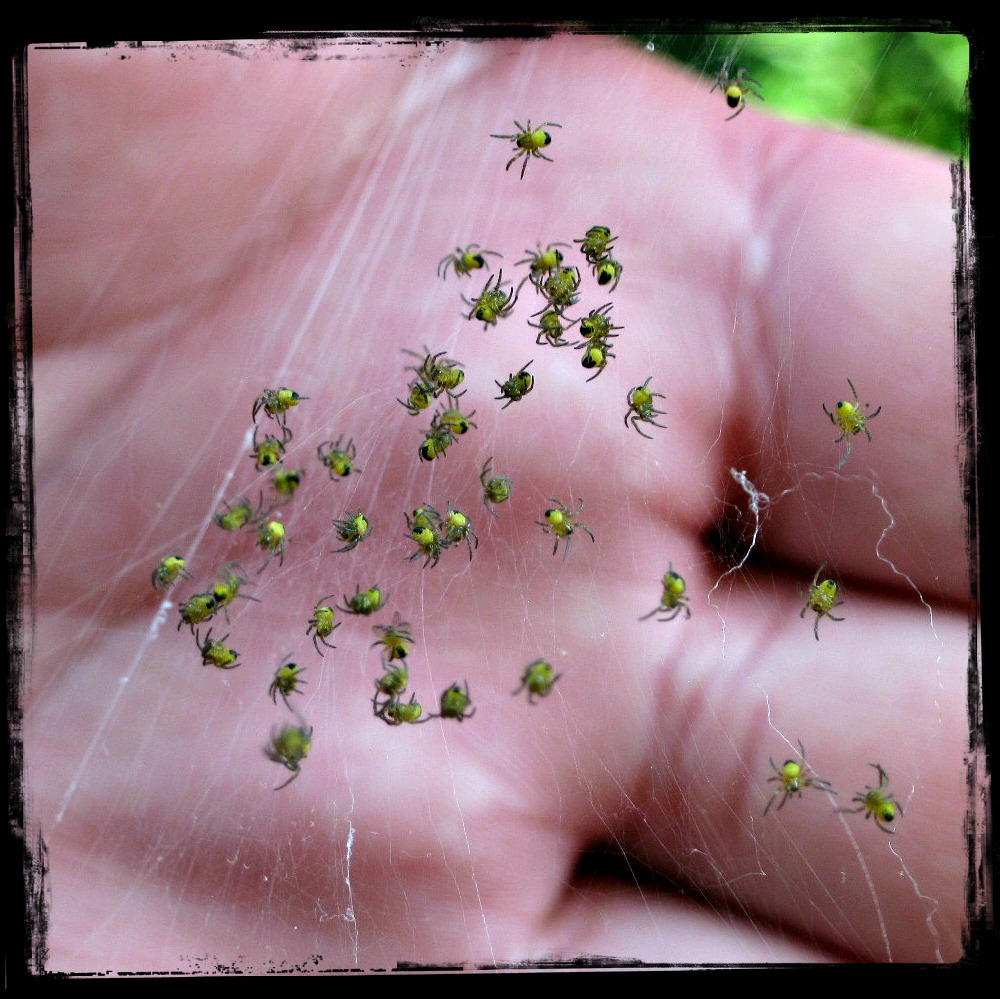 ...Make It With Me: Spring Spider Baby Ball