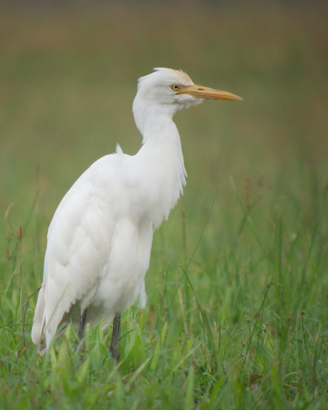 Birding with Buckley: Grassland birds