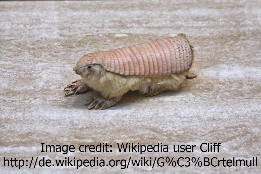 Bizarre Creature of the Day: Creature 140: Chlamyphorus truncatus