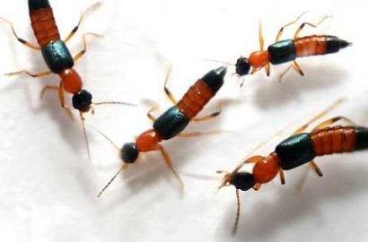 ~CERITA ZAZA~: CHARLIE @ ROVE BEETLE