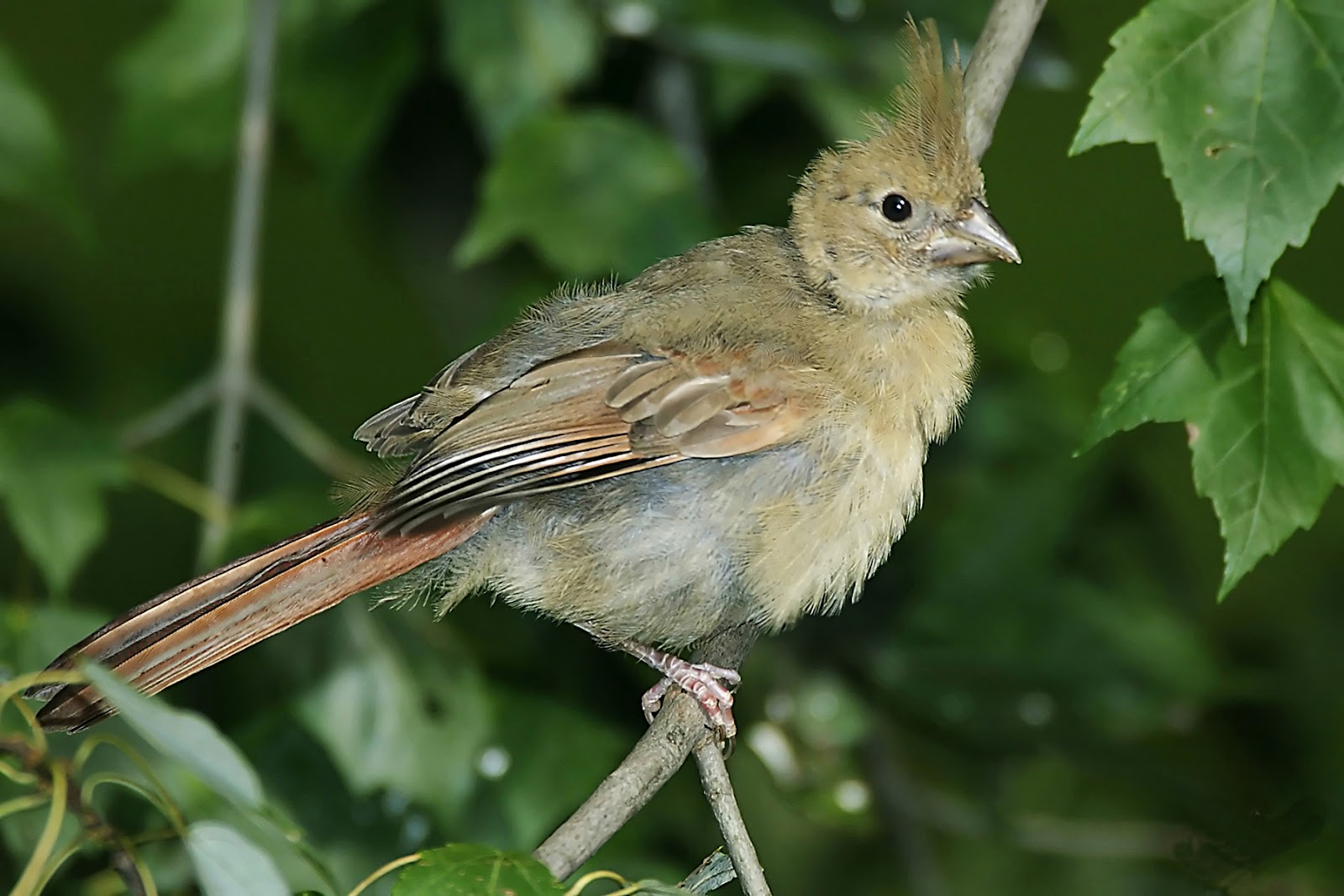 Hungry for God: Teenagers and mangy birds--reasons to have hope