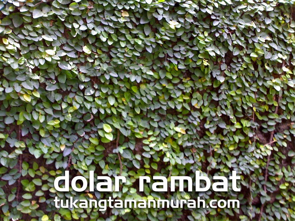 Ide 27+ Dinding Tanaman Rambat