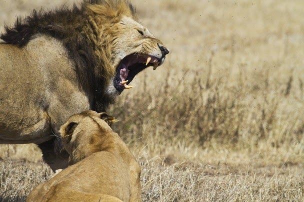 Loin Wallpaper images pictures Hd-wallpaper loin backgrounds pictures ...