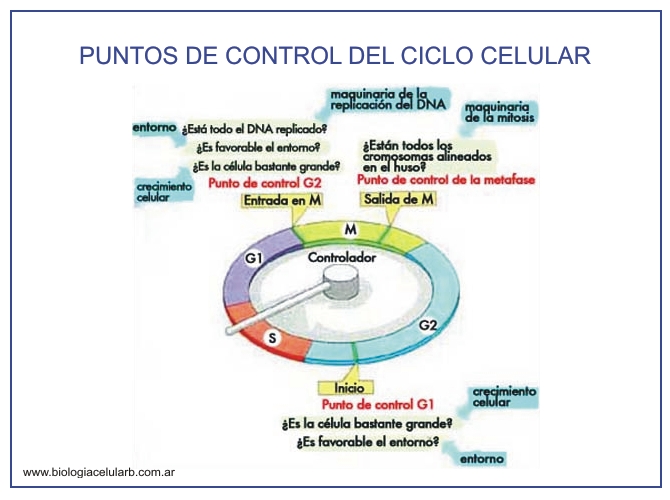Mitosis y meiosis: El control del ciclo celular y la apoptosis