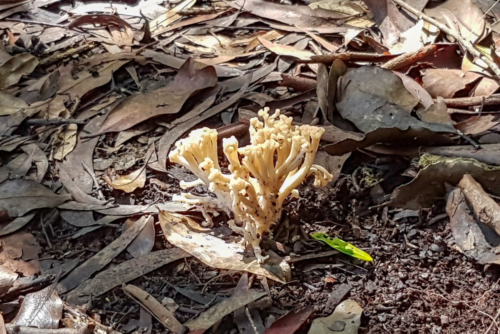 National Park Odyssey: Tweed Range Scenic Drive, Wildlife and Walks in ...