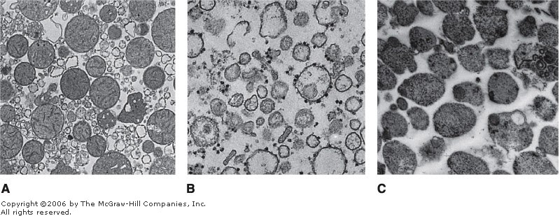 De Histology: Cell Fractionation