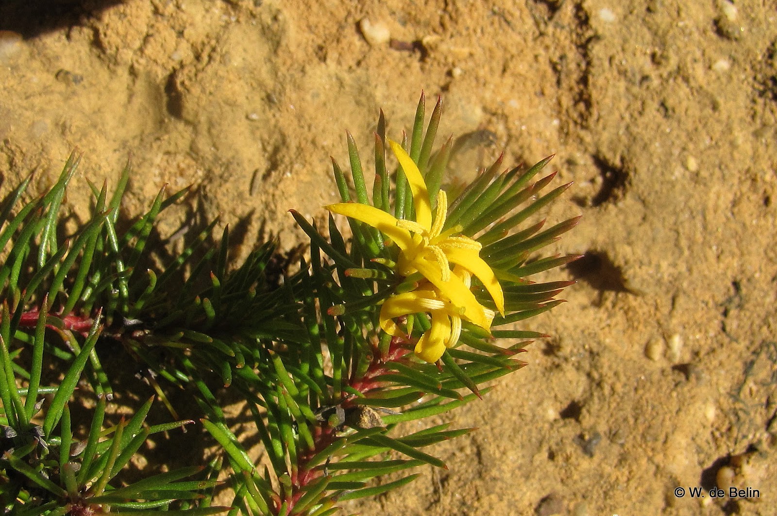 Sydney's Wildflowers and Native Plants: Persoonia chamaepitys ...