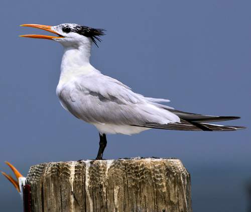 Great crested tern photos | Birds of India | Bird World