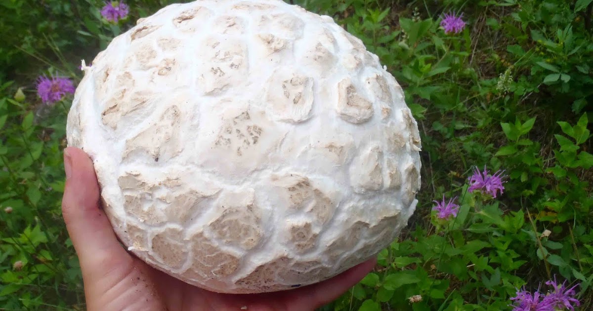 Puffball Mushroom Recipes