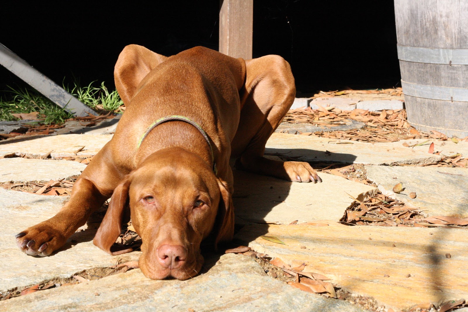 It's A Vizsla Thing: It's Always Sunny in Captain's Yard