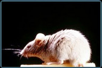 Alco Pest Control: Pest Control NJ