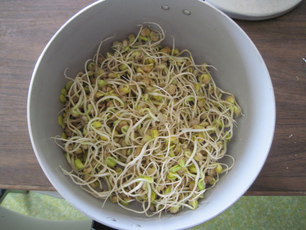 Breath Mints for Penguins: lupin sprouts