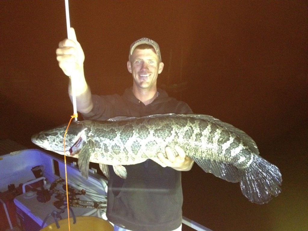 Whackfactor Outdoors: Another night bowfishing = more dead snakehead!