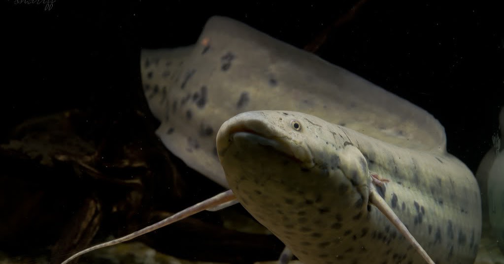 Mania de Aquário: Protopterus annectens