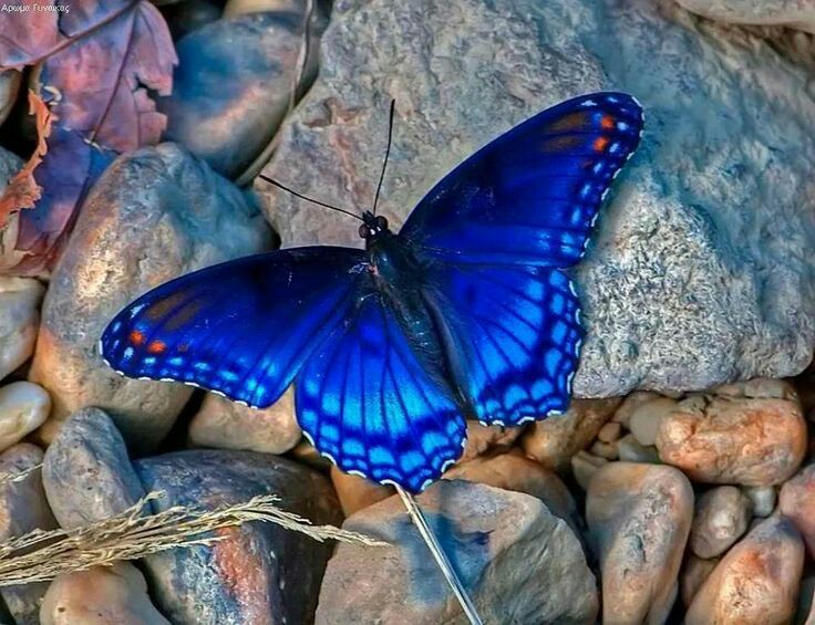 Beautiful Butterfly