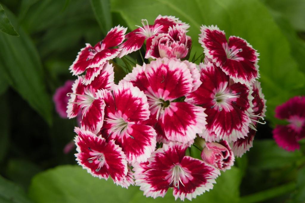 hand made: Garofite chinezesti