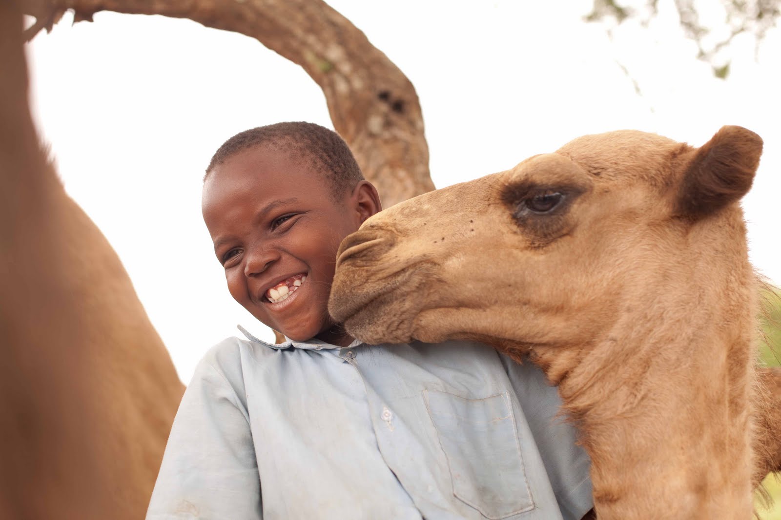 heifer at emaze Presentation