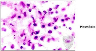 BIOMEDICINA-FARMÁCIA: ÓRGÃO LINFÓIDE