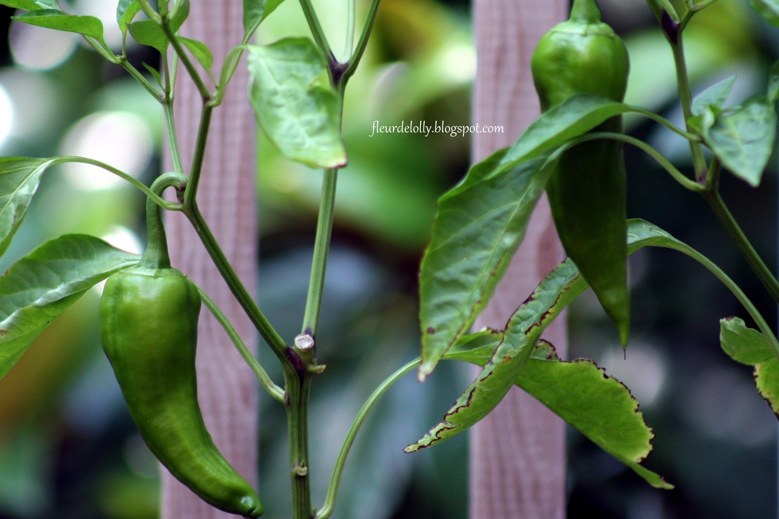Fleur de Lolly: Stuffed Friggitello (Sweet Italian) Peppers