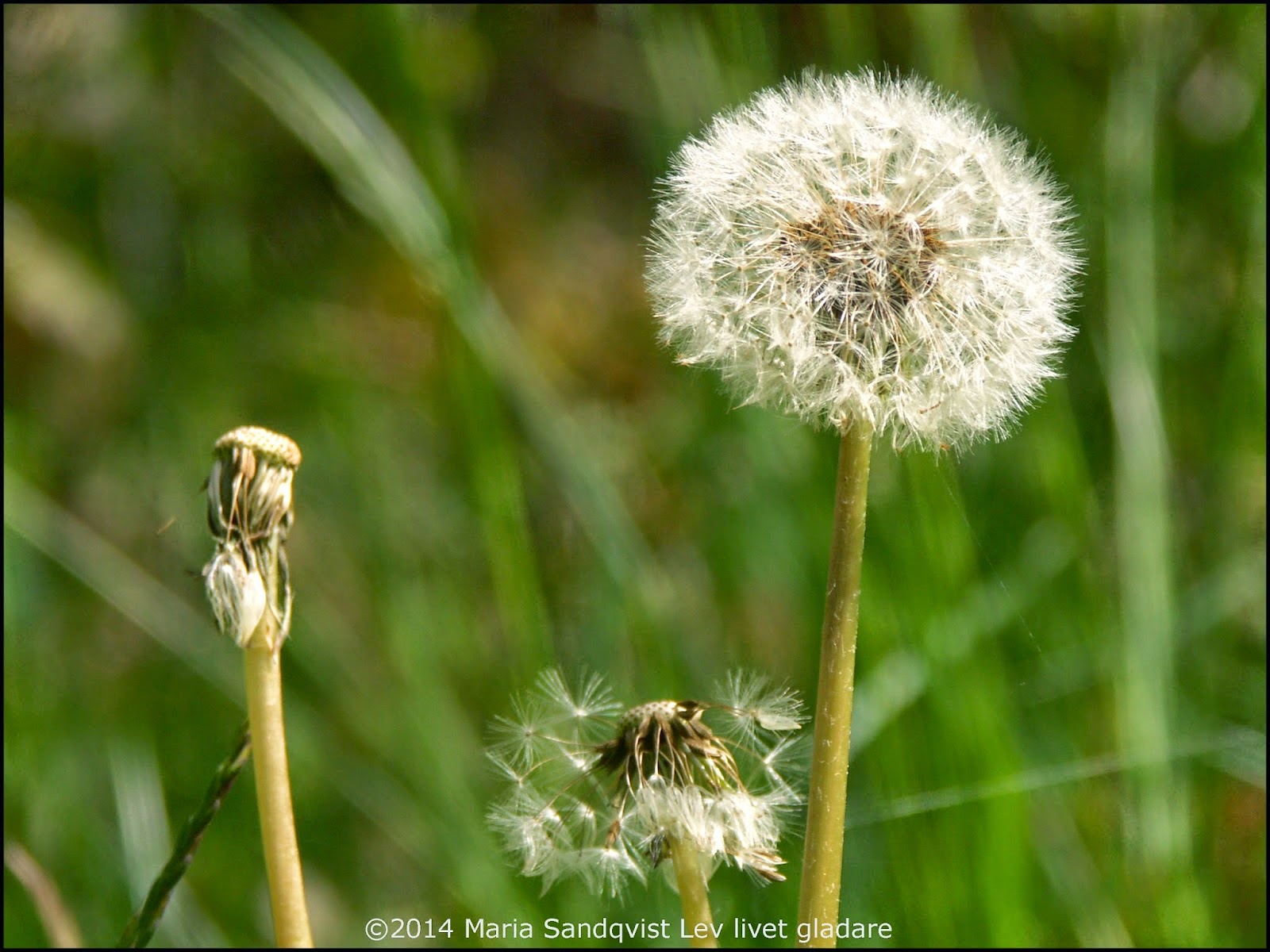 Lev livet gladare: En sol i asfaltskanten