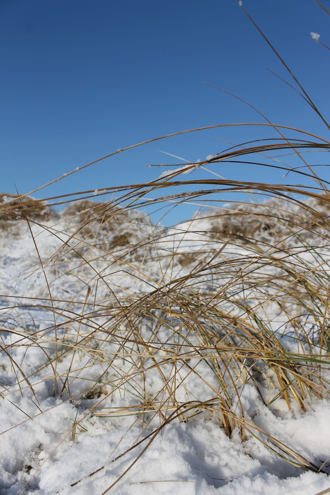 sauja no manis: ziema...