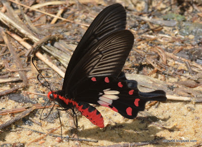 The Forested Path (and Beyond): BUTTERFLIES of RAUB: The Common Batwing ...