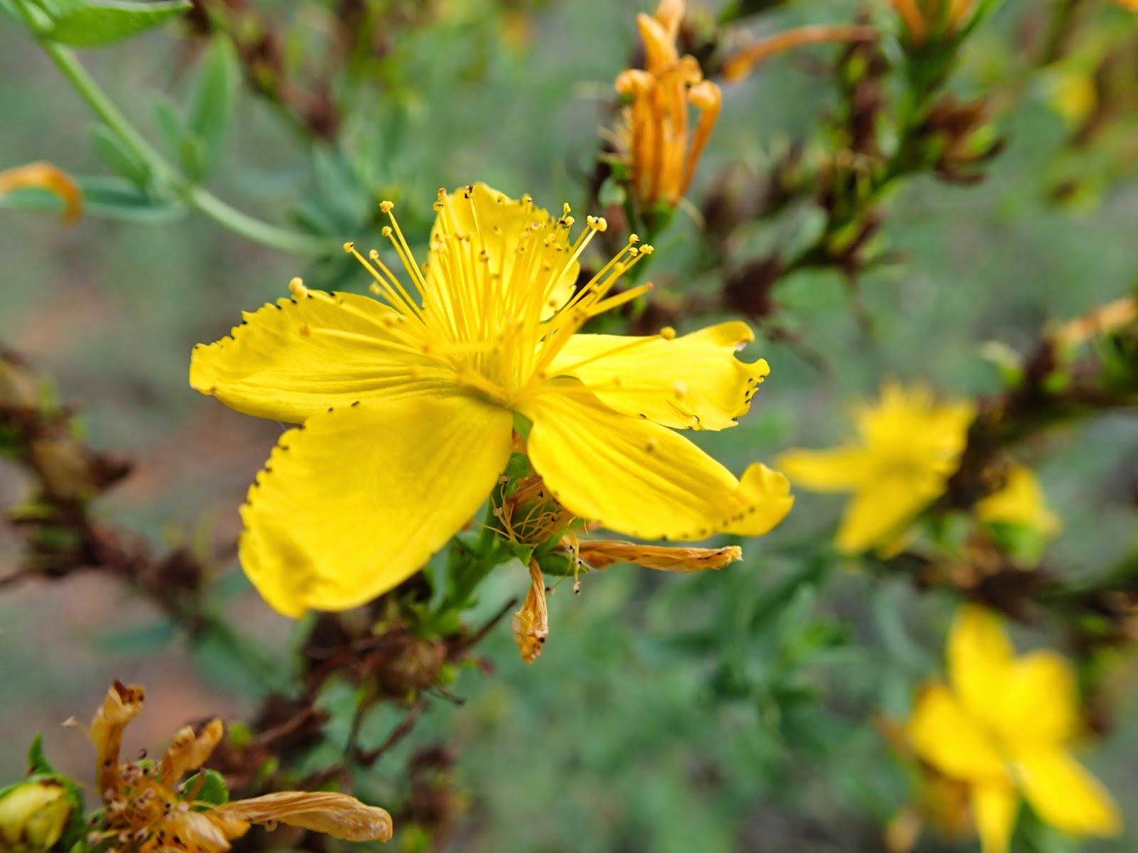 CA L'HERBOLARI ALZIRA: PERICÓ GROC