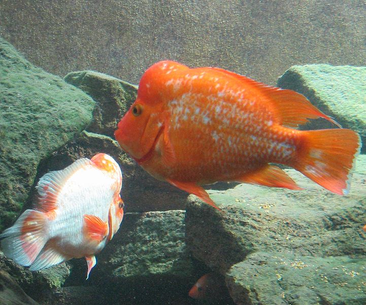 Fish Pictures: Midas cichild, red devil cichlid - Amphilophus citrinellus