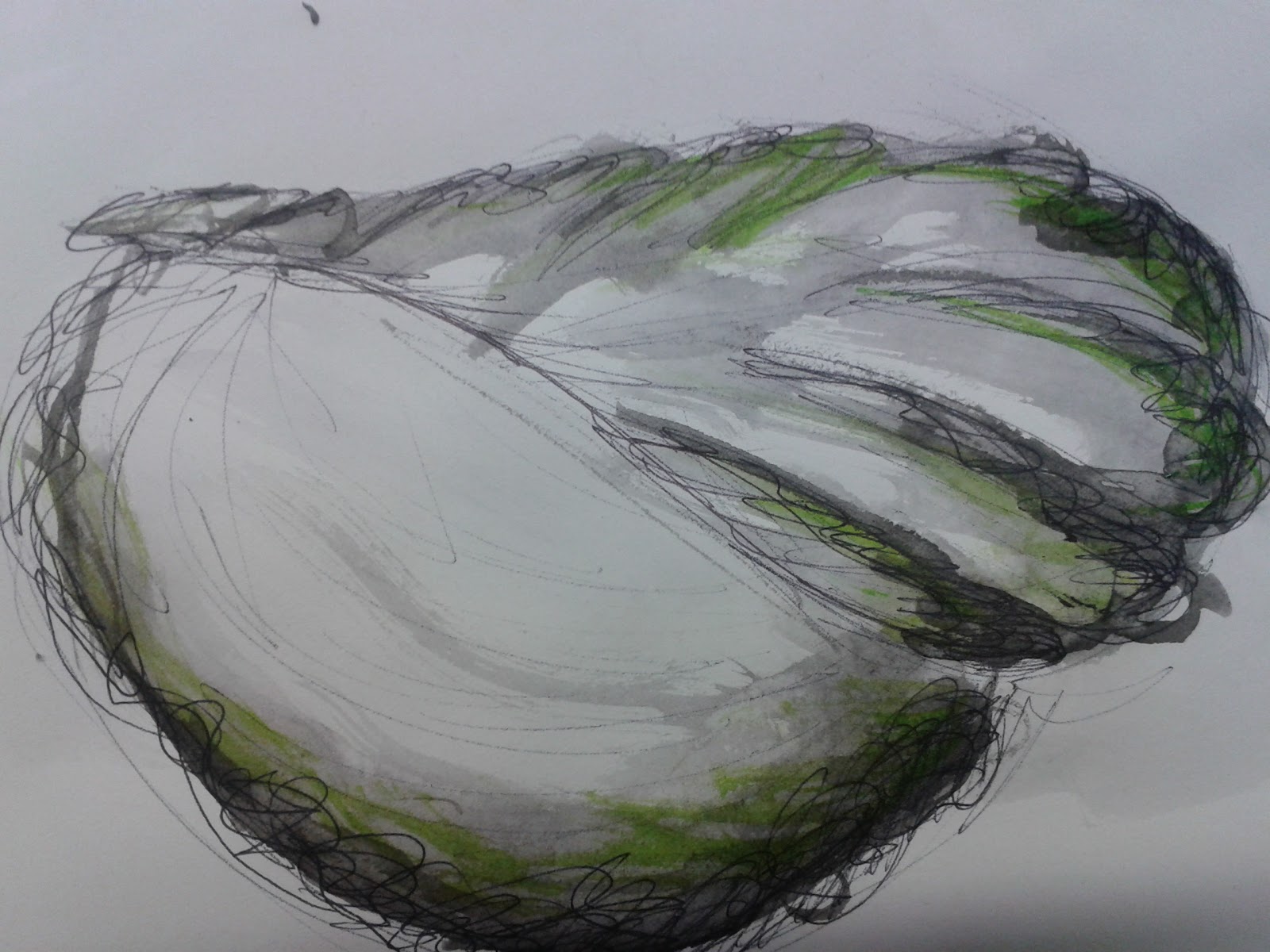 Art Portfolio: Drawing of shells with pen