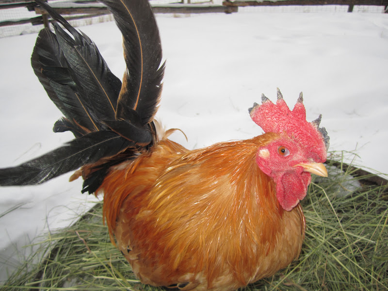 A crown of Jewels: Frostbite on chicken's combs ~ Rooster black comb