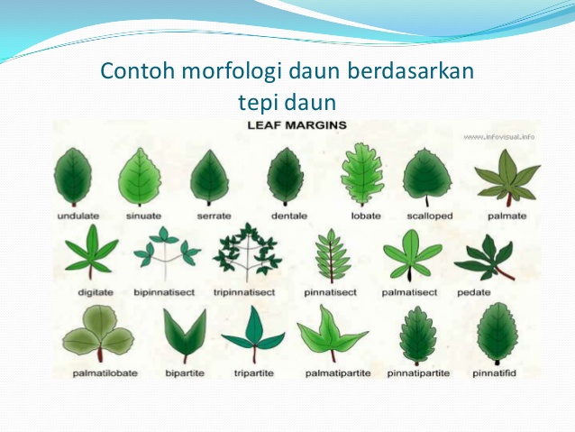 Inspirasi Spesial Perbedaan Daun Majemuk Dan Daun Tunggal , Ide Instimewa!