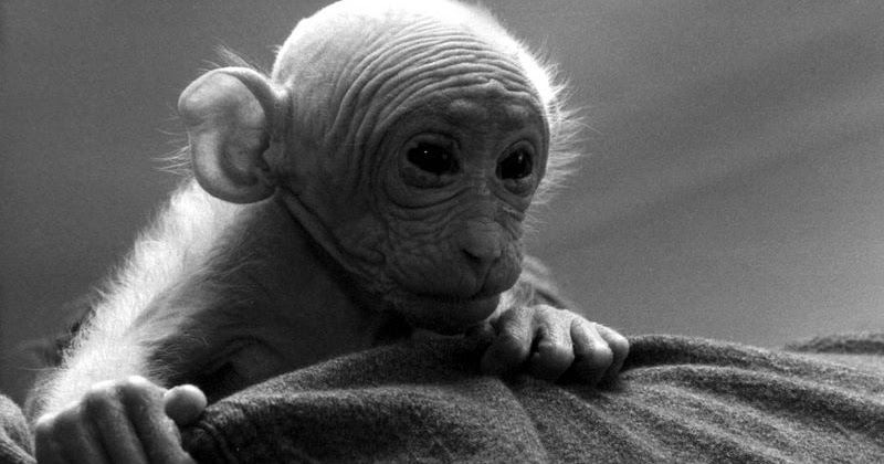 historias de animales: Rescate y liberación de Britches, el bebé Macaco