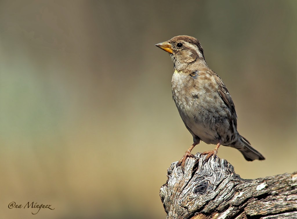 NATURANAFOTOS: octubre 2013