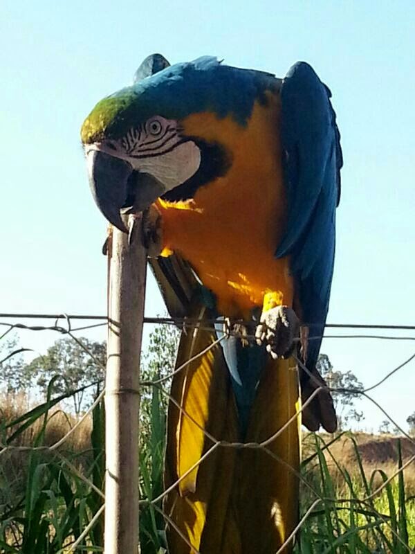 Zoologia - Aves e Mamiferos: ARARA-CANINDÉ