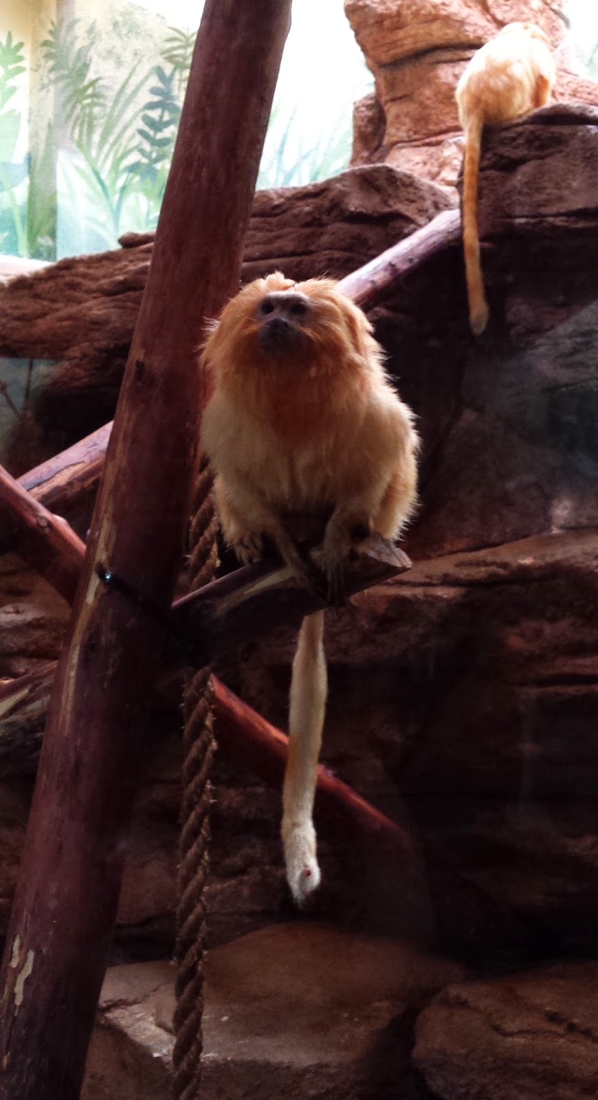 Artist in a Cage: Golden Lion Tamarin exhibit and Armenian Viper exhibit