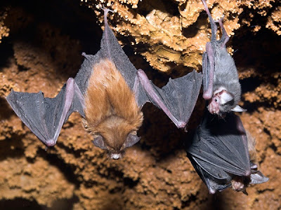 Kitti's Hog-nosed Bat - Introspective World