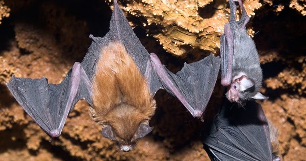 Top 10 Smallest Animals in the World | List Top Ten