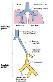 Adillafitra Evand's Blog: Gambaran Histologi Sistem Respirasi
