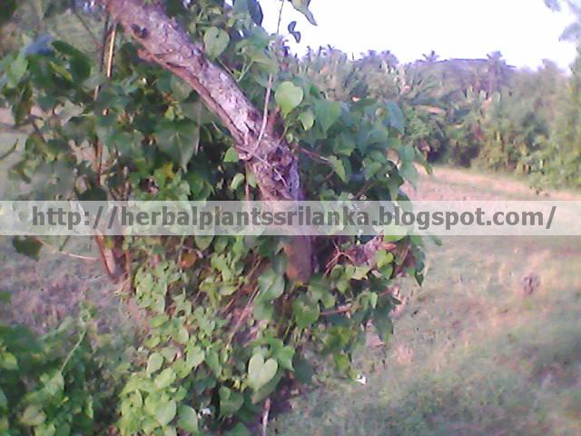 THESPESIA POPULNEA -සුරිය - ගම්සූරිය