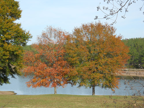 Cochino Lodge Weddings: Cotton and Malone Wedding at Cochino Lodge