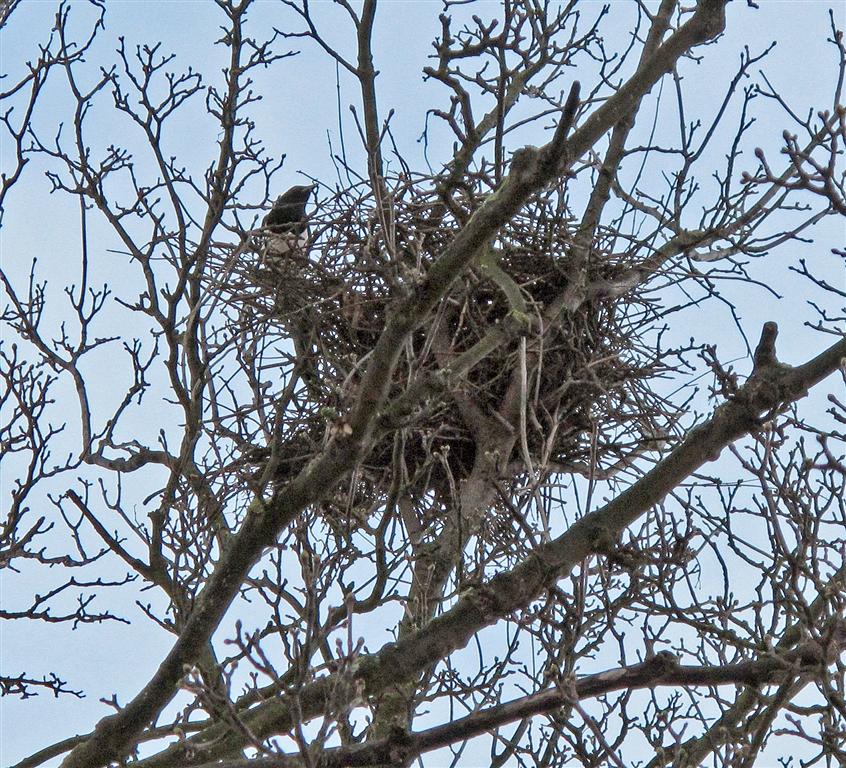 Ian Barnett's WildAnglia: Sneak-Thieves and Sentinels