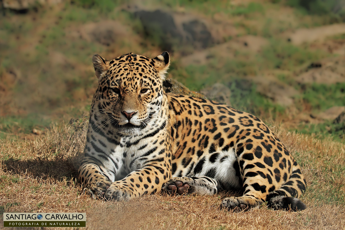 Galería Mamíferos: Panthera onca -Jaguar-