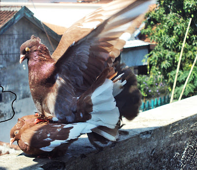 toko bagong farm: Merpati Kipas/ Merpati Persi/ Indian Fantail Pegion