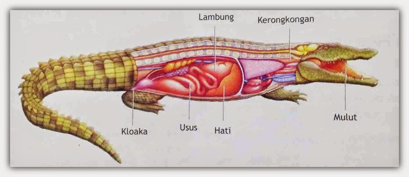 Materi Materi Kuliah: Sistem pencernaan hewan vertebrata (ikan, ampibi ...