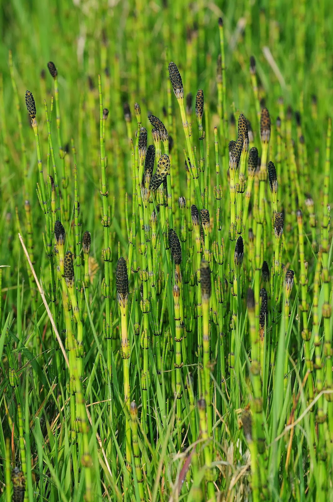 BSBI News & Views: How to separate your Horsetails